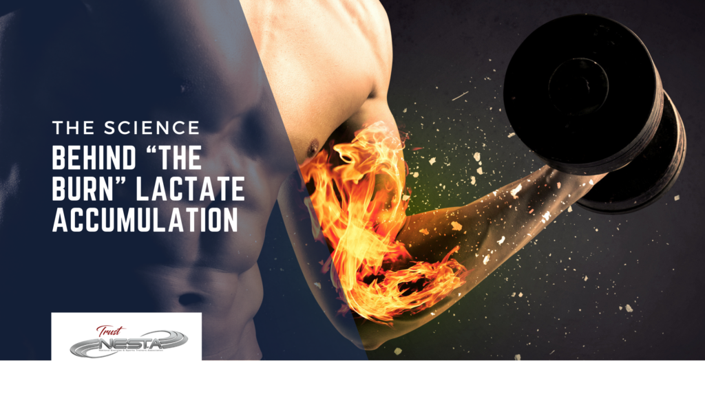 Understanding the Onset of Blood Lactate Accumulation in Exercise