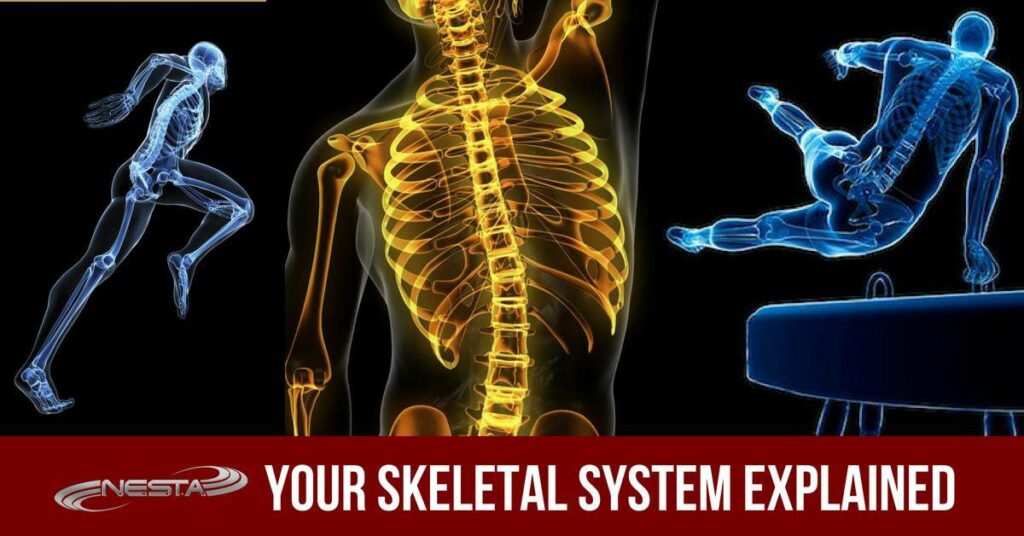 Your Skeletal System Explained | What Happens to Your Bones as You Age
