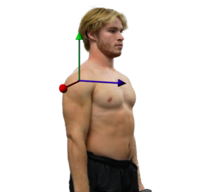 Important Movements and Mobility of the Shoulder Complex